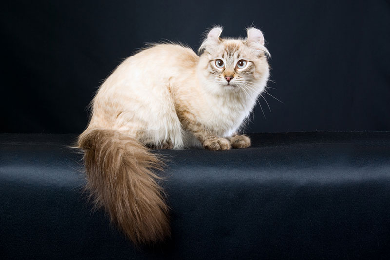 American Curl Cat Breed: Info, Pictures, Temperament, and Traits | PangoVet