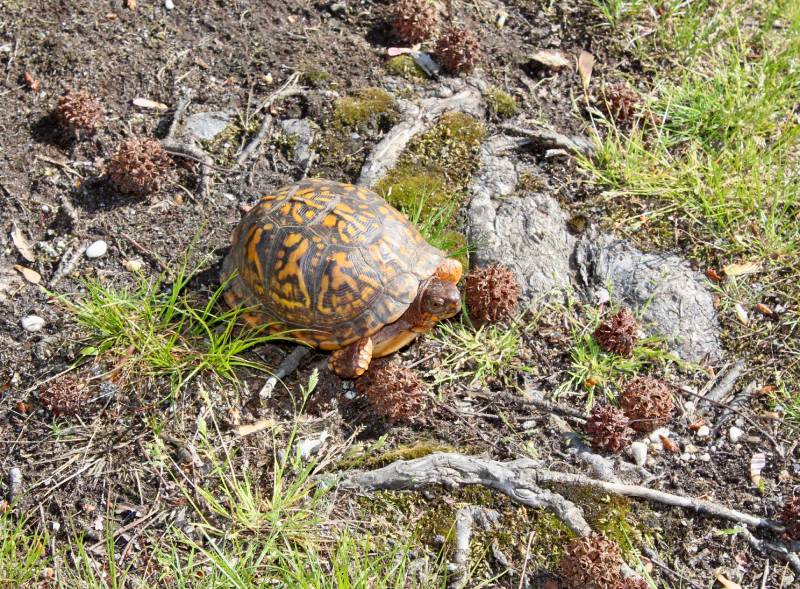 Turtle Born Without Shell