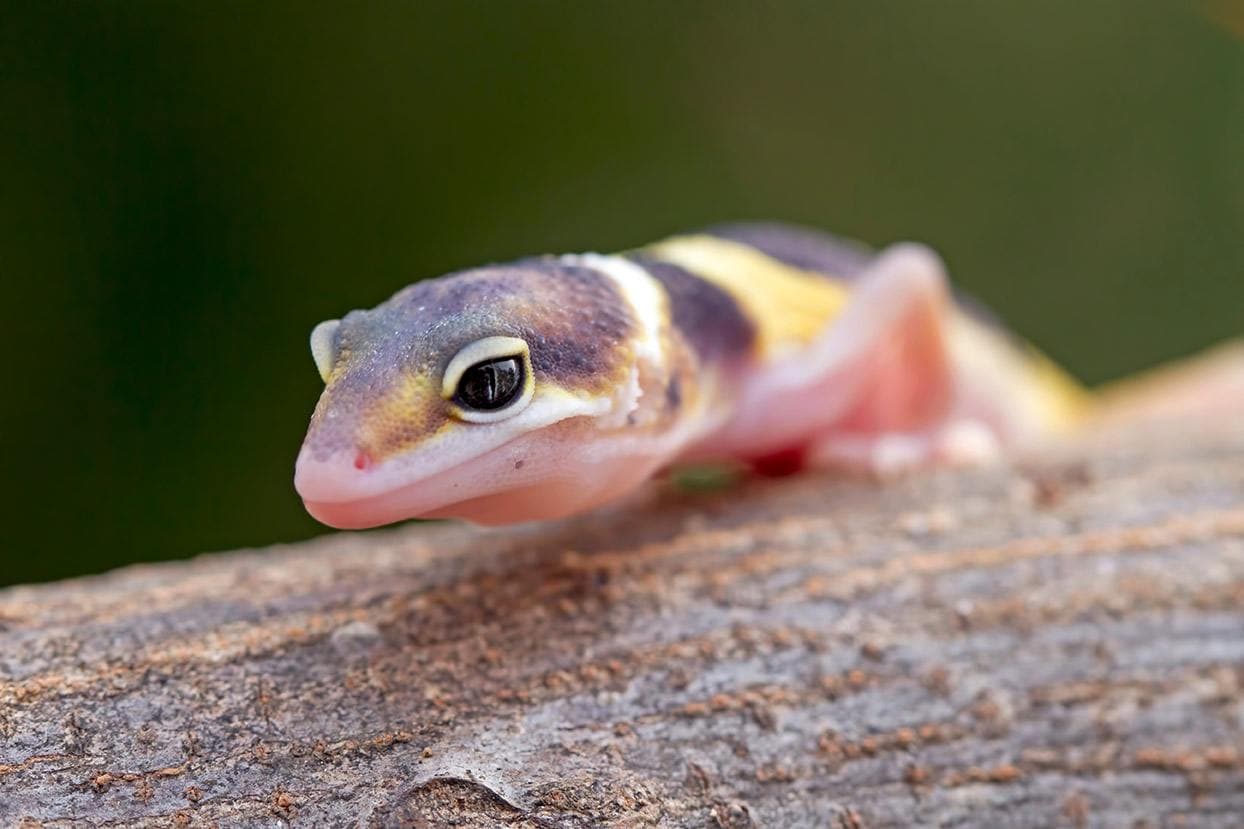 Cute Baby Leopard Gecko