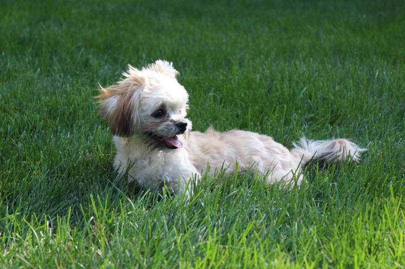 Mi-Ki Dog Breed: Info, Pictures, Care & Traits | PangoVet