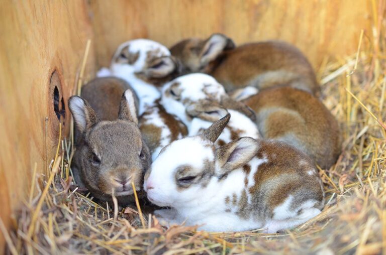 What are Baby Rabbits Called? The Adorable Answer | PangoVet