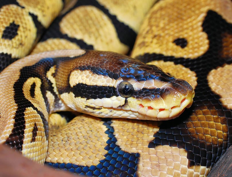 Do Ball Pythons Have Good Vision? What You Need to Know (Vet-Verified ...
