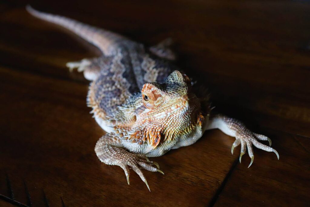 Dark Bearded Dragon Can't Wait To See What This Little Dude Looks Like