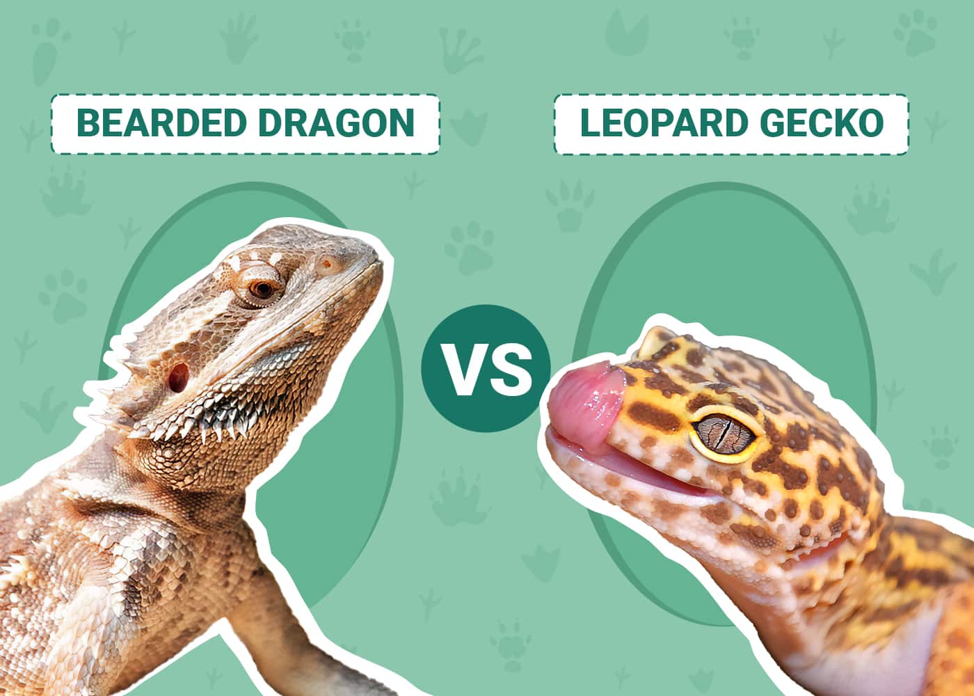 Bearded Dragon vs Leopard Gecko: Key Differences (With Pictures) | PangoVet