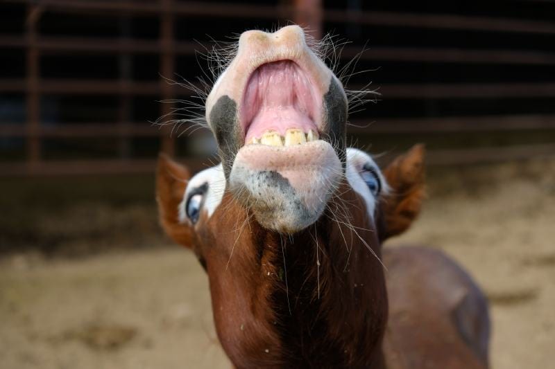 Flehmen Response in Horses: Vet Approved Facts & FAQ | PangoVet