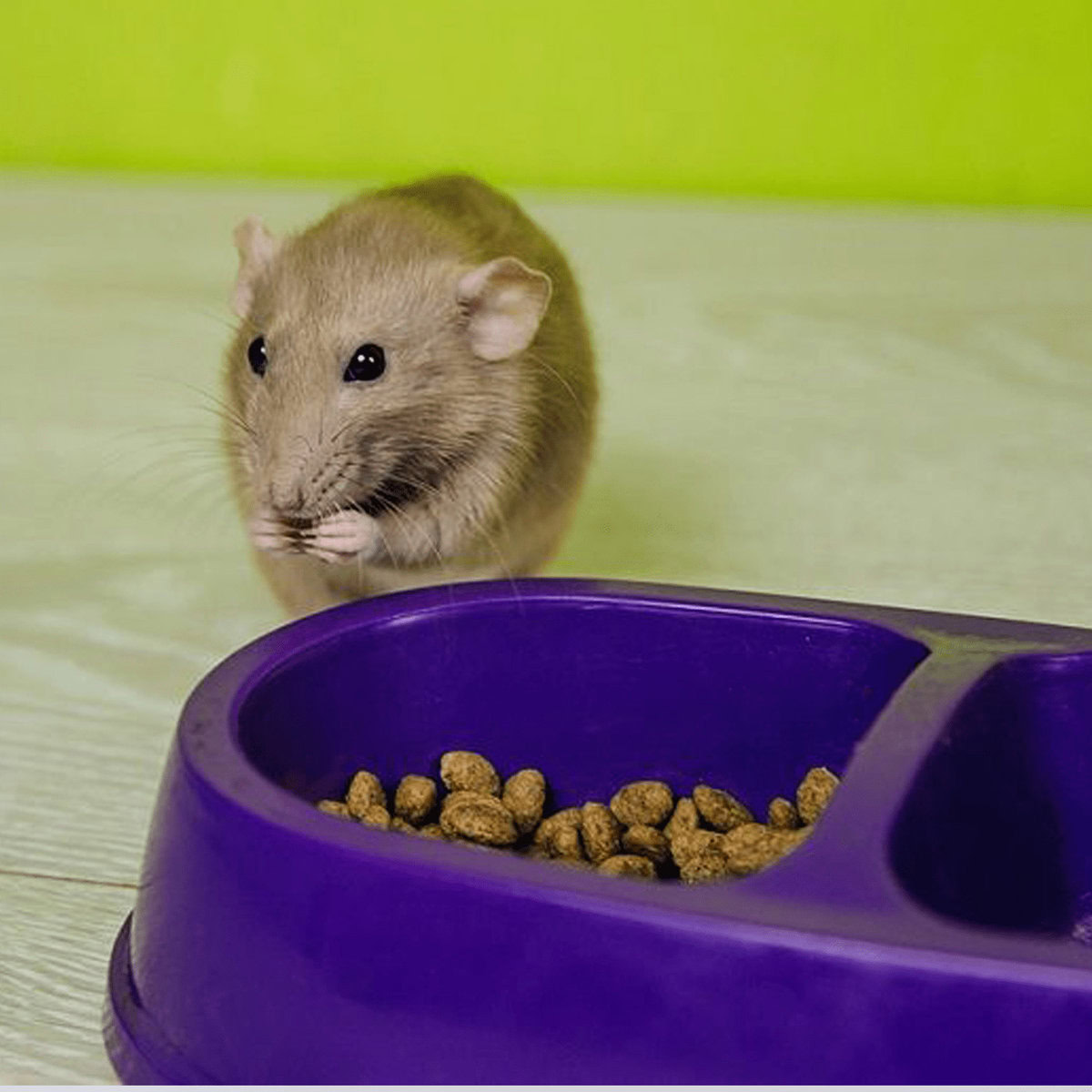 10 Best Foods for Pet Rats in 2025 – Reviews & Top Picks | PangoVet