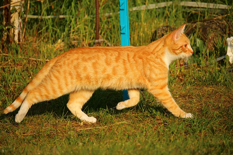 Orange Bengal Cat: Info, Pictures, Facts & History | PangoVet