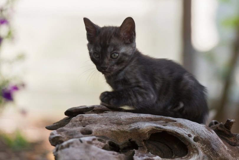 Black (Melanistic) Bengal Cat: Pictures, Info, & History | PangoVet