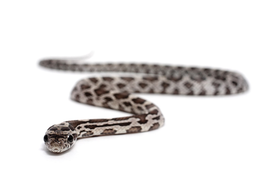 Black Corn Snake Anery Corn Snake | New Moon Reptiles