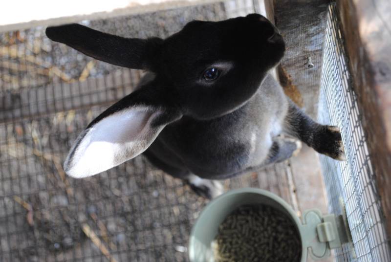 Black Otter Rex Rabbit: Info, Pictures, Behavior & Care Guide | PangoVet