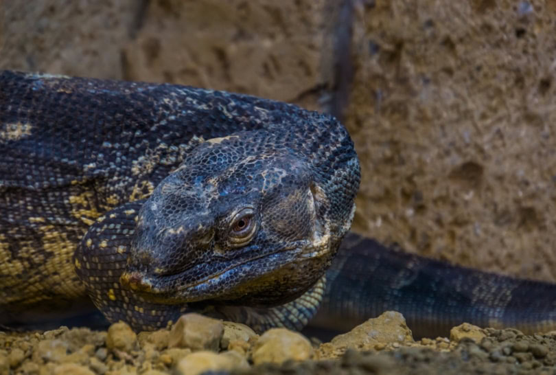 Black-Throat Monitor Lizards: Info, Care Sheet, Pictures, Lifespan ...