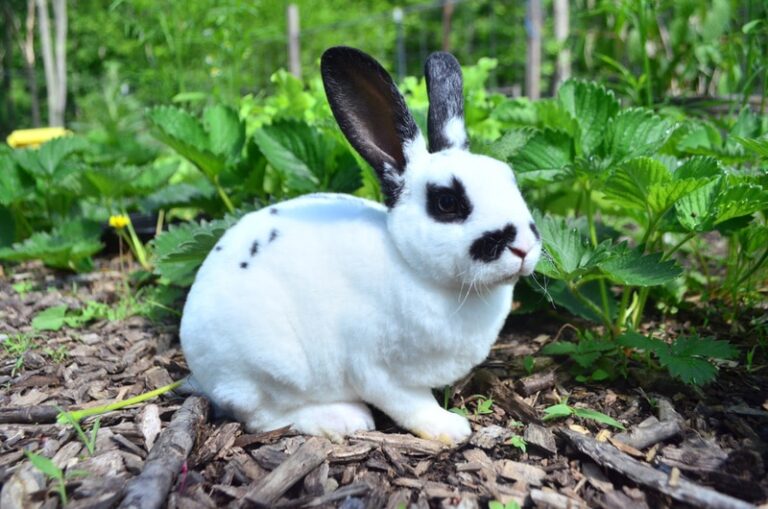 Rex Rabbit: Info, Care, Pictures, Temperament & Traits | PangoVet