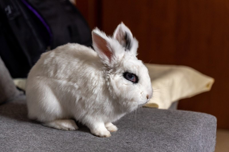12 Rare and Exotic Rabbit Breeds (With Info & Pictures) | PangoVet
