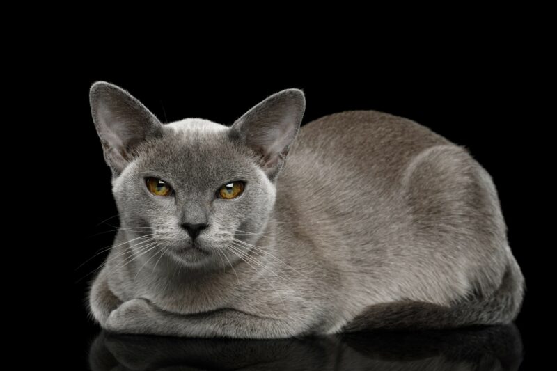 10 Blue Cat Breeds: Info, Pictures, History & Facts | PangoVet