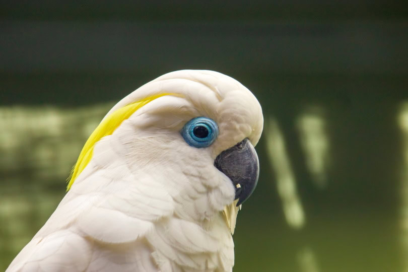 Blue-Eyed Cockatoo: Info, Rarity, Pictures & Care Guide | PangoVet