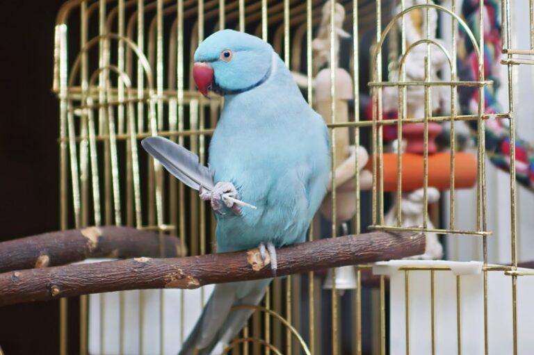 How Much Are Parakeets & Other Birds at PetSmart? 2025 Price Guide ...