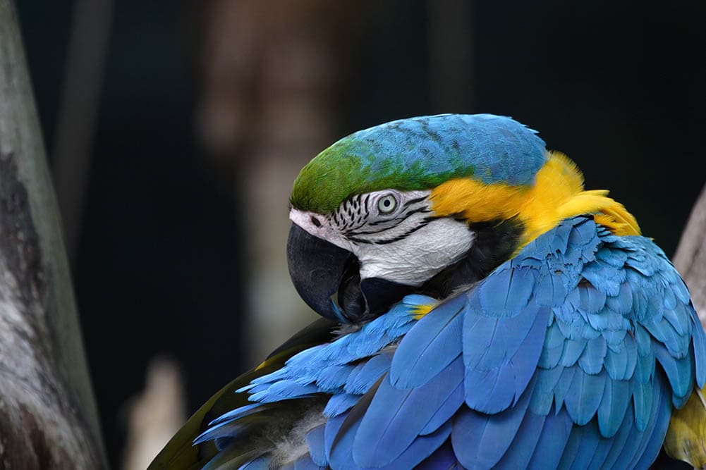 Stressed Parrots Pluck Feathers