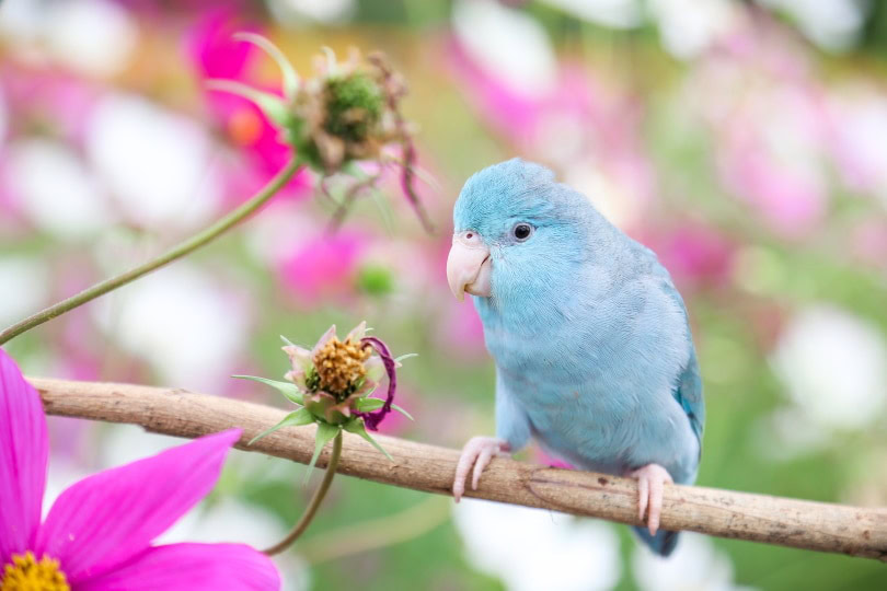 12 Parrotlet Color Mutations: Info & Facts (With Pictures) | PangoVet