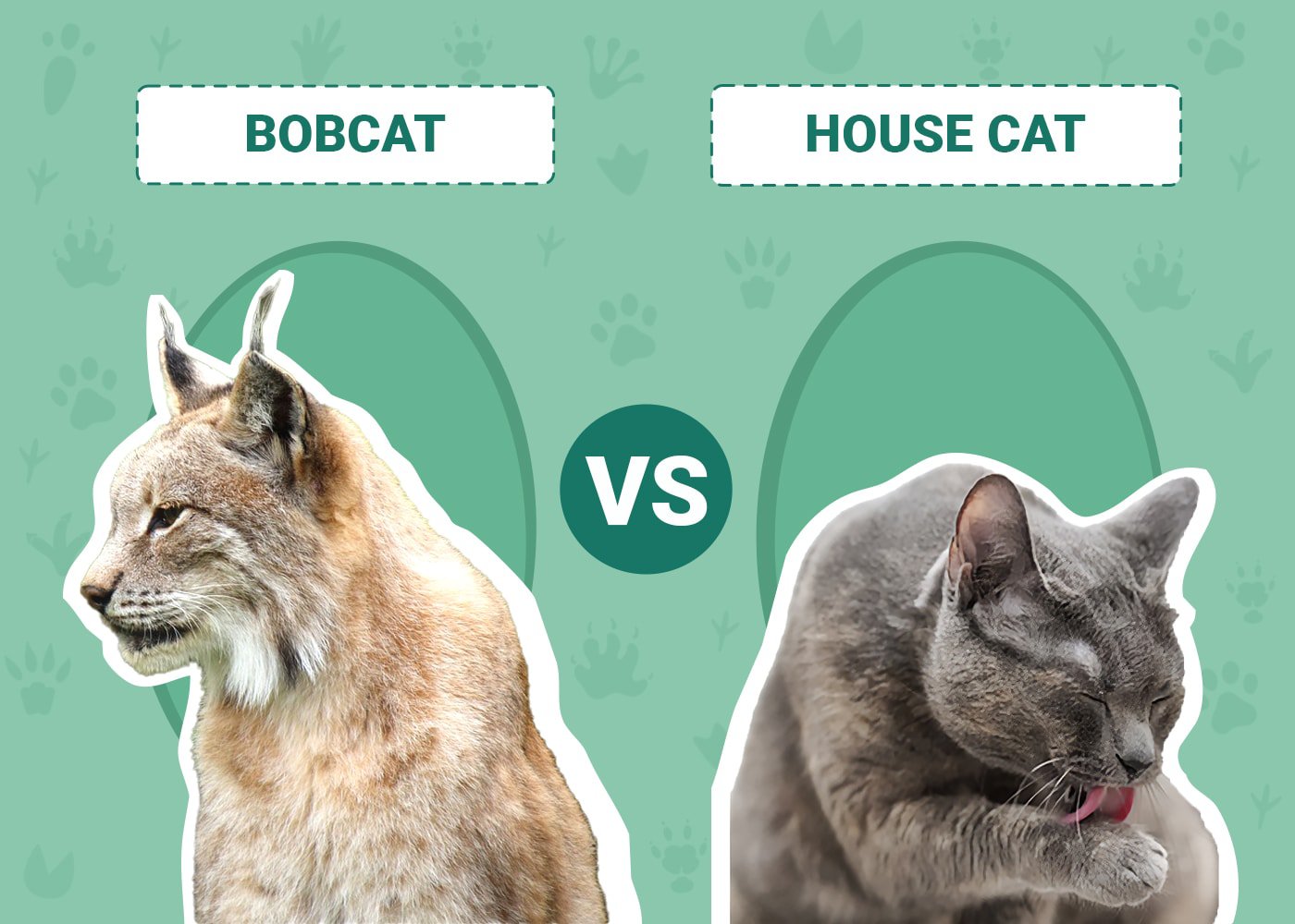 Bobcat vs House Cat: Similarities & Differences (With Pictures) | PangoVet
