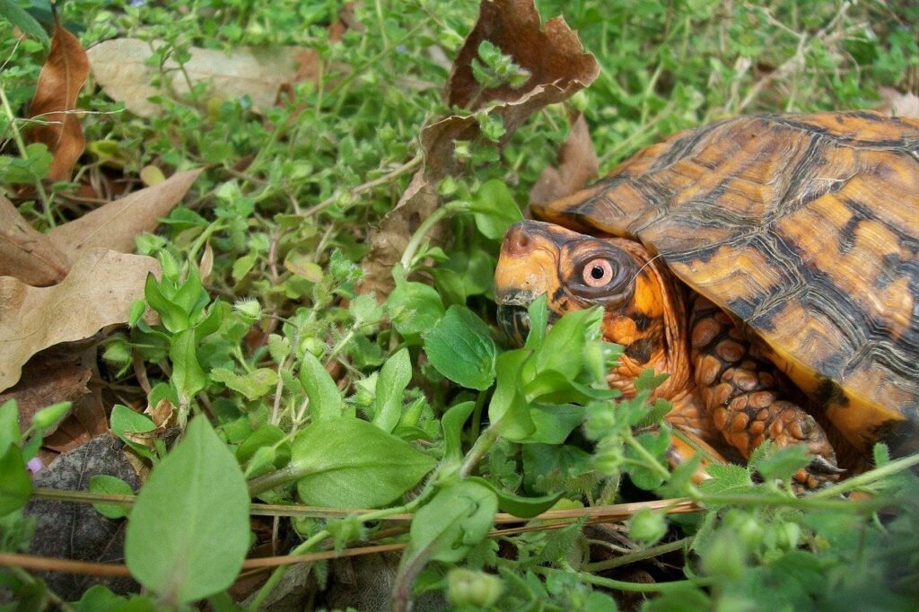 How to Take Care of a Box Turtle: Fact Sheet & Advice 2025 | PangoVet