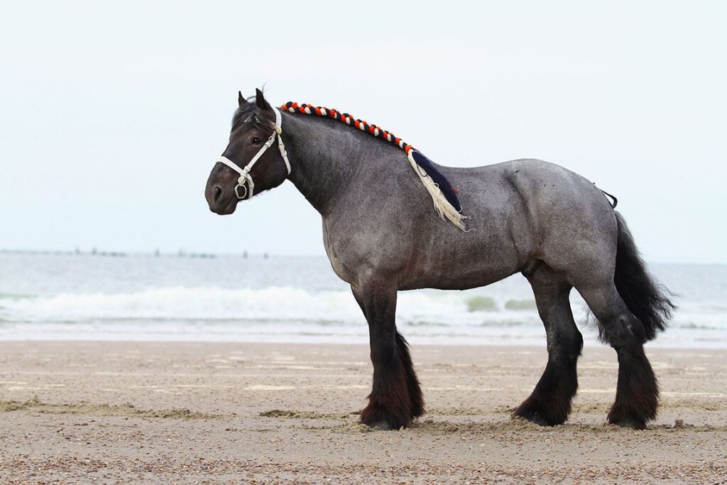 7 Dutch Horse Breeds (With Info & Pictures) | PangoVet