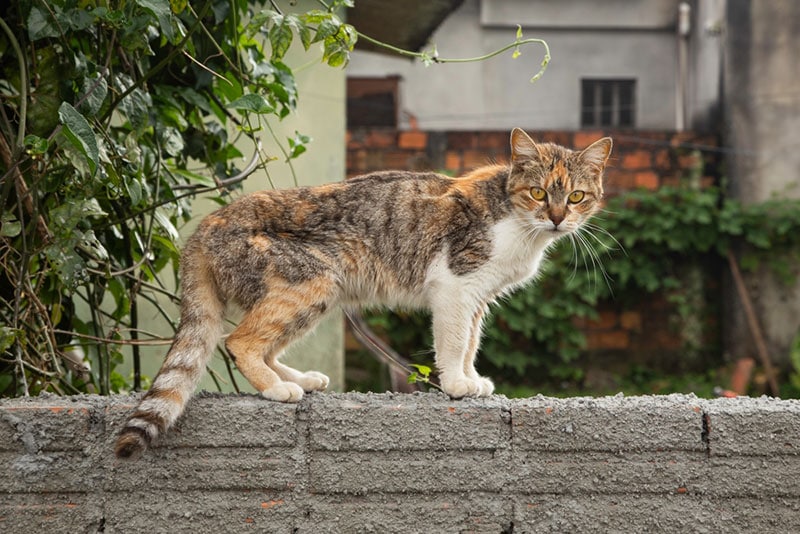 Brazilian Tabby Cat