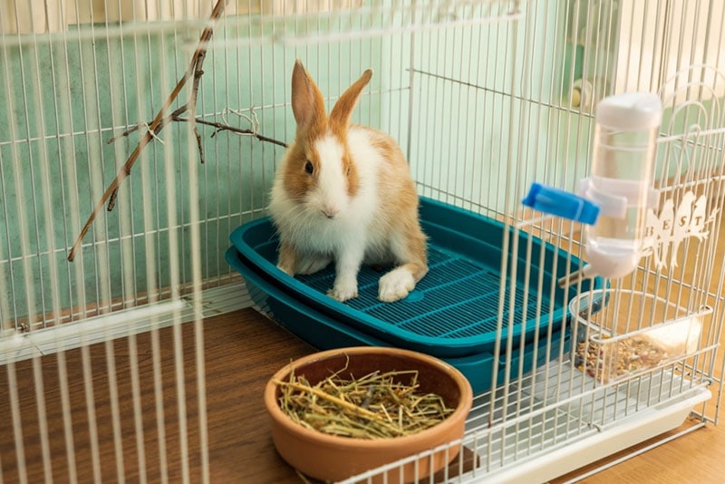 How to Set Up a Rabbit’s Cage: 6 Vet-Verified Tips | PangoVet