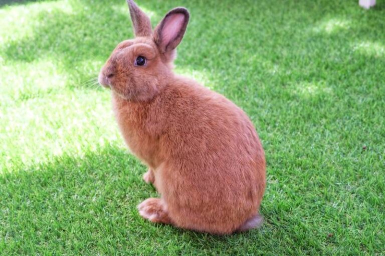 Netherland Dwarf Rabbit Breed Info: Pictures, Traits & Facts | PangoVet