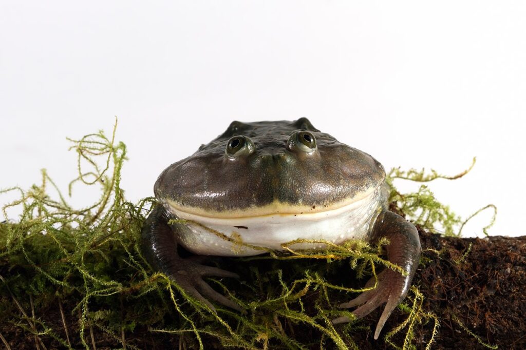 Budgett’s Frog (Lepidobatrachus Laevis): Info, Care Sheet, Lifespan ...