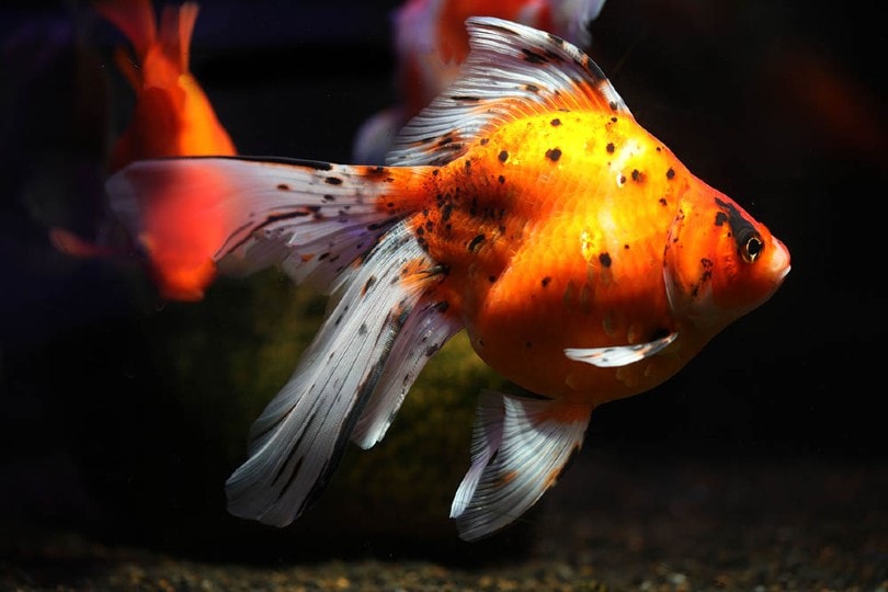 Calico Ryukin Goldfish