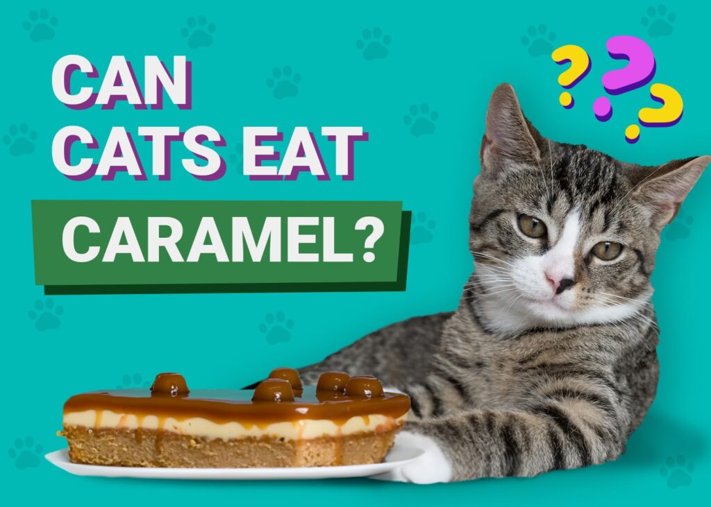 Can Cats Eat Caramel? Unveiling the Truth for Pet Owners - Happy Cat Blog