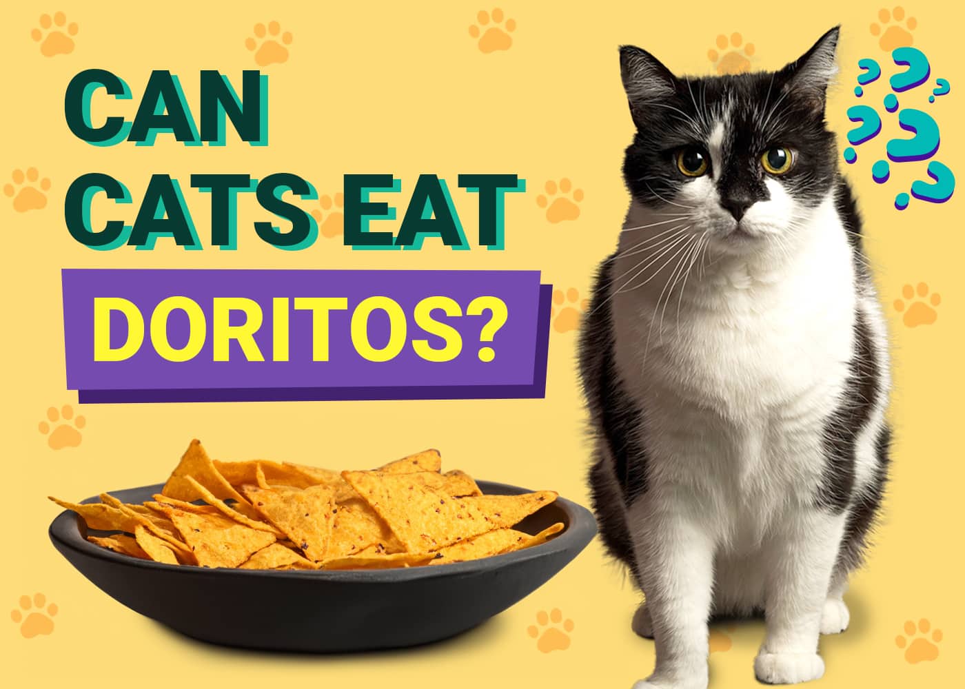 Can Cats Eat Doritos? Vet-Reviewed Facts & FAQ | PangoVet