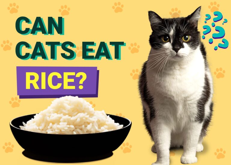 Can Cats Eat Rice? Vet Reviewed Tips & FAQ | PangoVet
