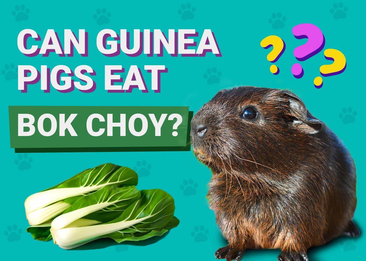 Can Guinea Pigs Eat Bok Choy - emsekflol.com