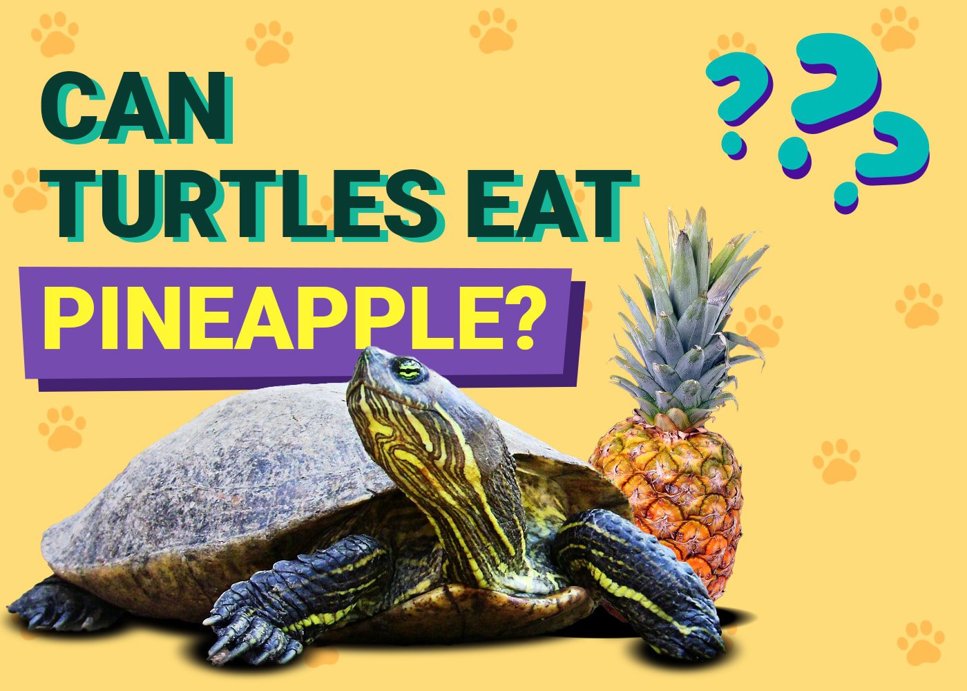 What Do Baby Turtles Eat in the Wild & as Pets? Our Vet Answers | PangoVet