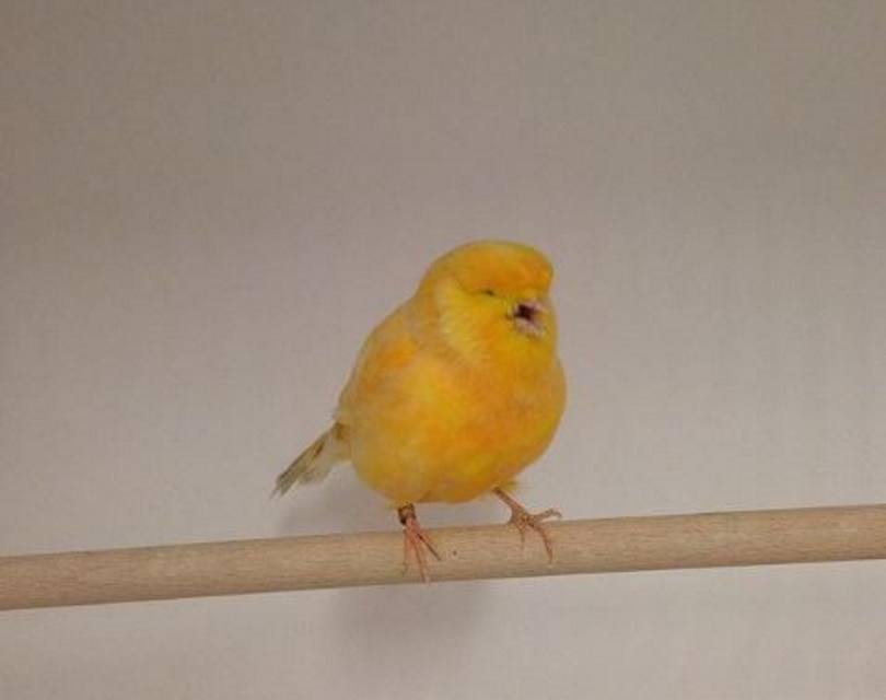 10 Incredible and Interesting Canary Facts | PangoVet