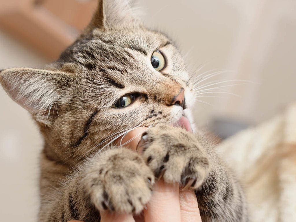 Why Is My Cat Kneading Me and Purring? 10 Vet Approved Reasons | PangoVet