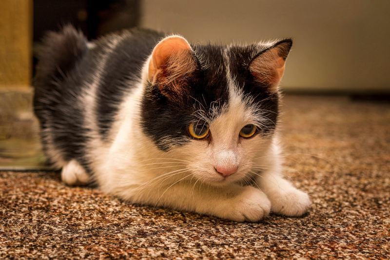 Why Do Cats Pounce? Feline Behavior Explained | PangoVet