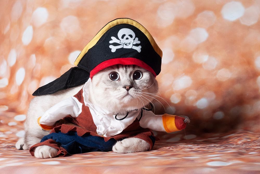23 Funniest Halloween Costumes for Cats (Updated In 2025) | PangoVet