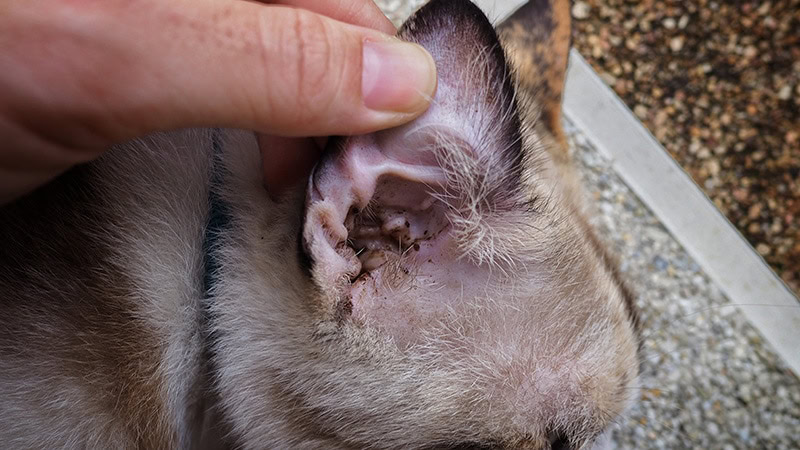 Cat Ear Mites vs Yeast Infection: Vet-Reviewed Differences (With ...