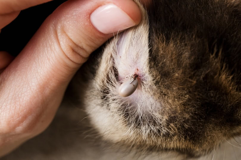 How to Remove a Tick From a Cat Safely: 6 Vet-Approved Steps | PangoVet