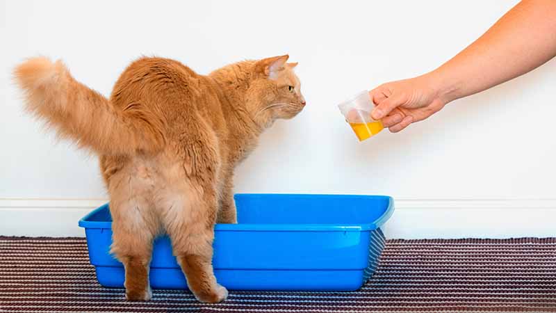 How to Get Urine Sample From a Cat: 7 Expert Tips & Tricks | PangoVet