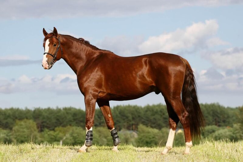 17 German Horse Breeds (With Info & Pictures) | PangoVet