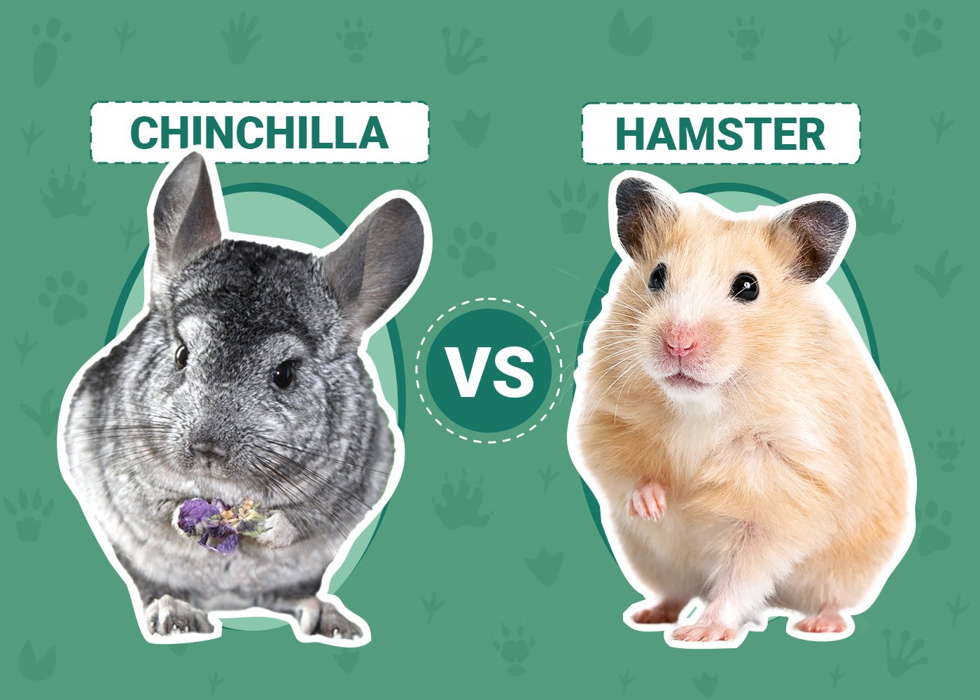 Chinchilla vs Hamster: The Key Differences (With Pictures) | PangoVet