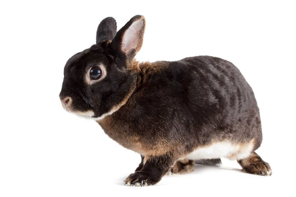 19 Rex Rabbit Colors & Patterns: Info & Facts (With Pictures) | PangoVet