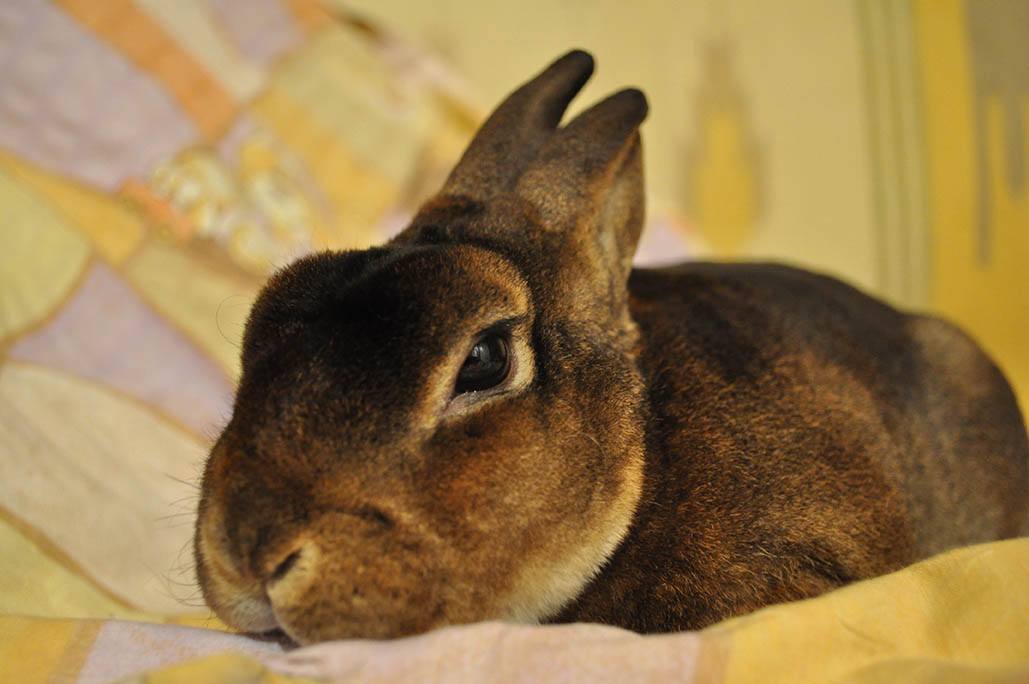 19 Rex Rabbit Colors & Patterns: Info & Facts (With Pictures) | PangoVet