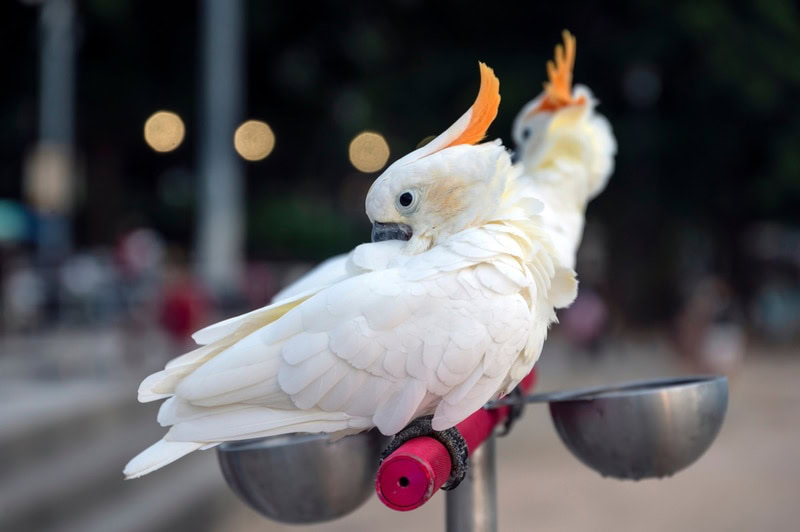 Triton Cockatoo Pair