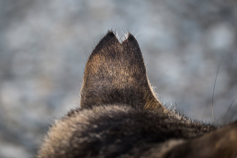 Ear Tipping For Cats Is It Ethical Why And How Its Done Pangovet