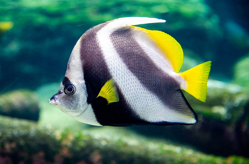 Finding Nemo Angelfish