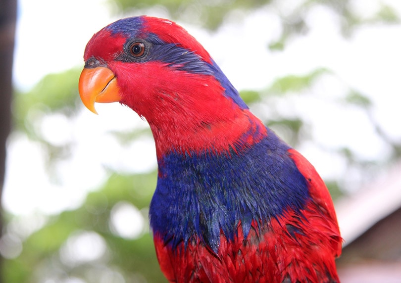 17 Types of Red Parrots (With Info & Pictures) | PangoVet